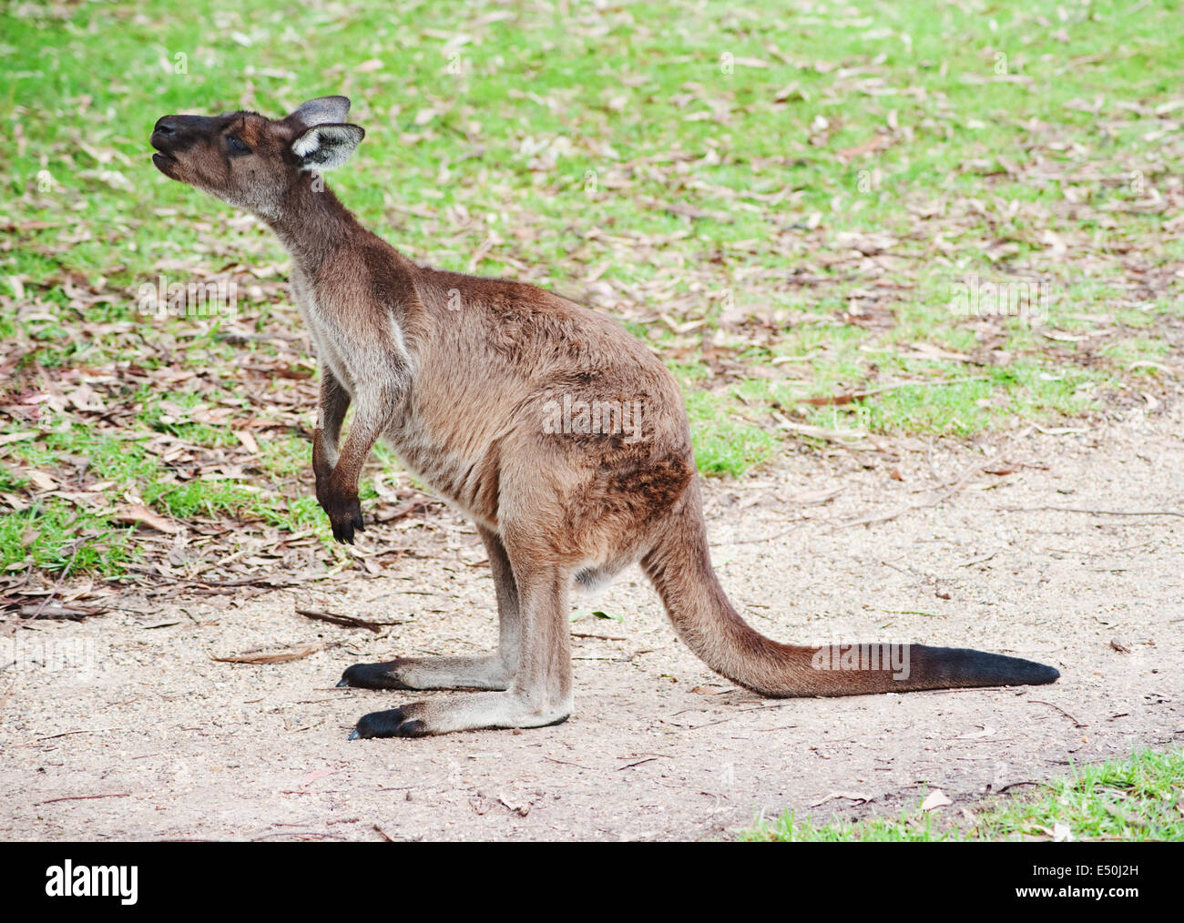 Big kangaroo hi-res stock photography and images - Alamy