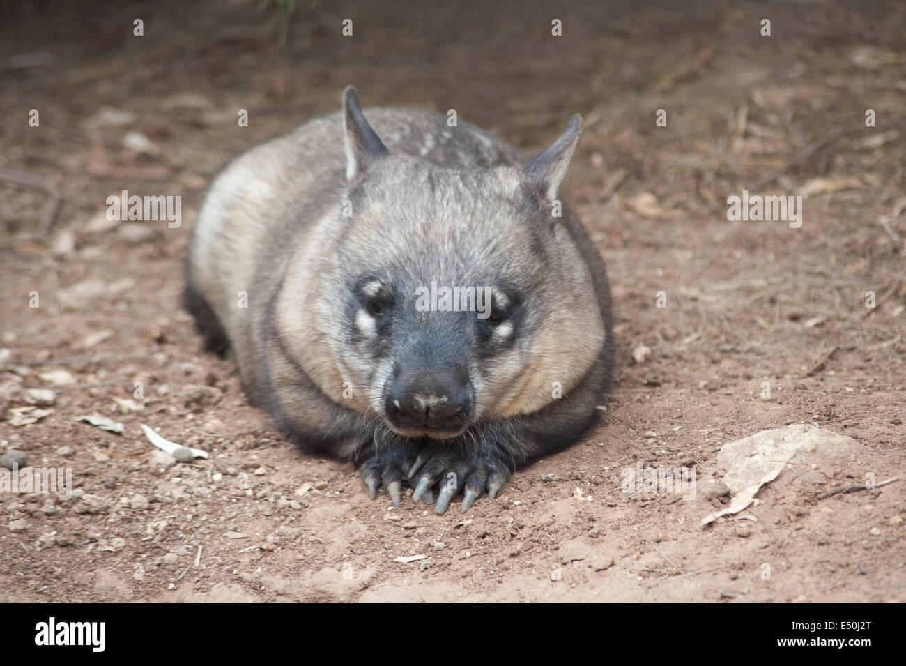 Wombat pouch hi-res stock photography and images - Alamy