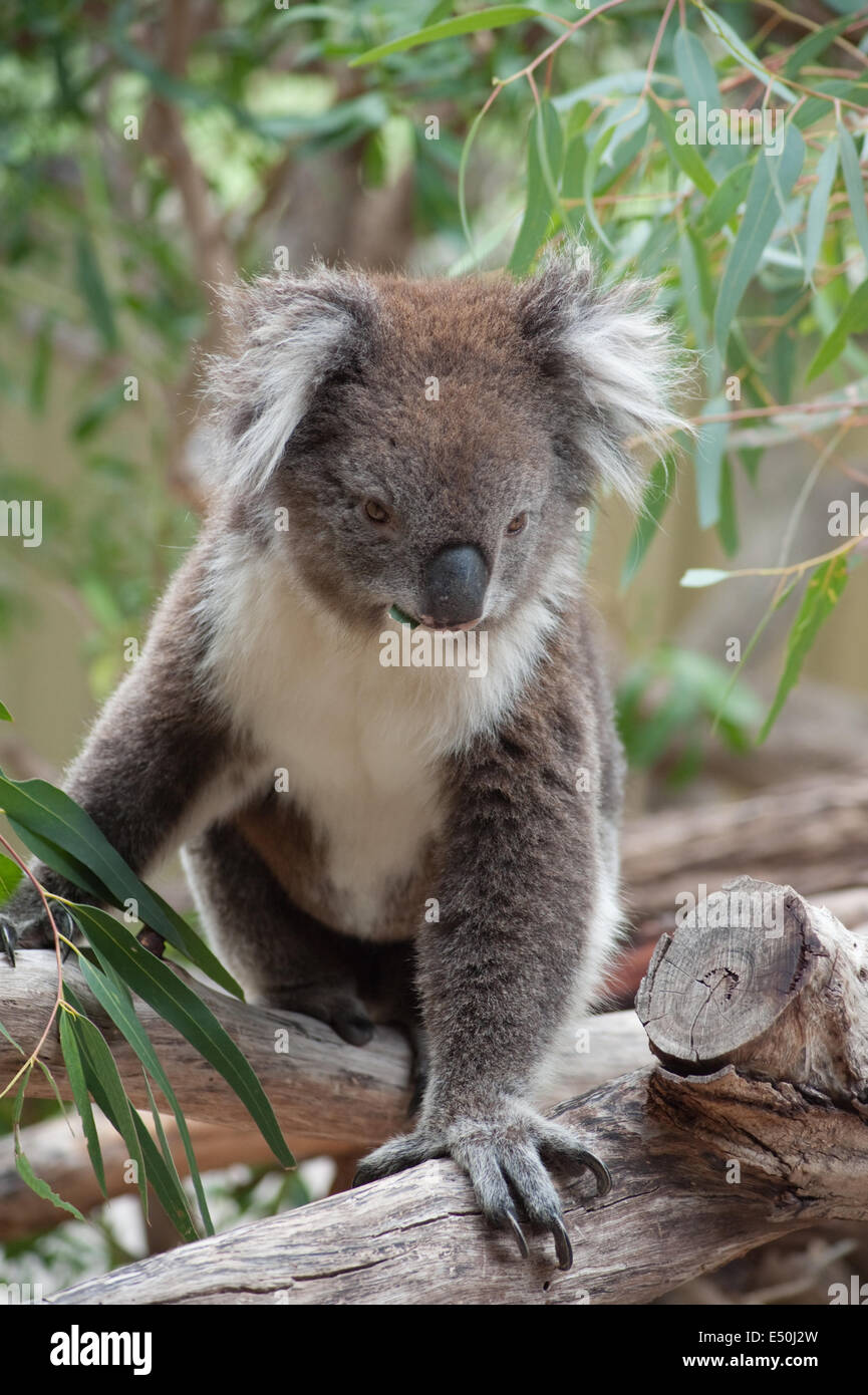 native Australian Koala Stock Photo - Alamy