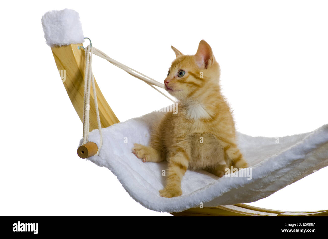 Cat kitten swing hi-res stock photography and images - Alamy