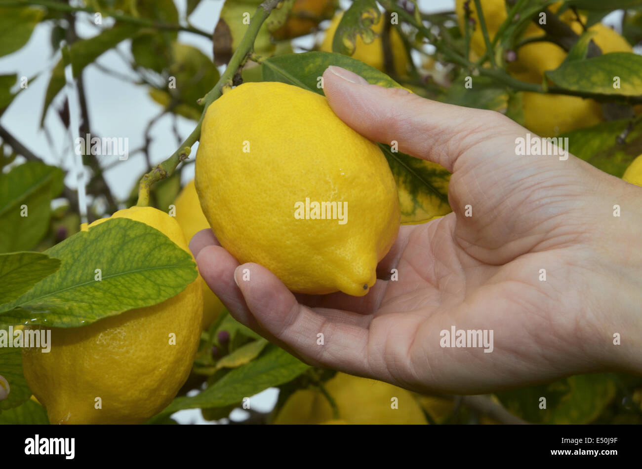 Lemon plantation hi-res stock photography and images - Alamy