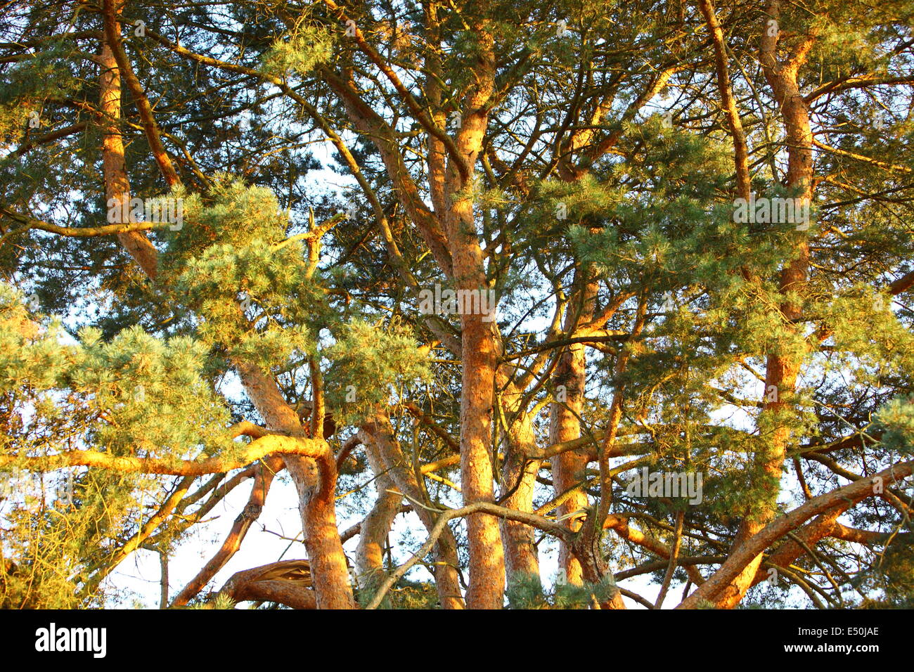 Spreading tree hi-res stock photography and images - Alamy