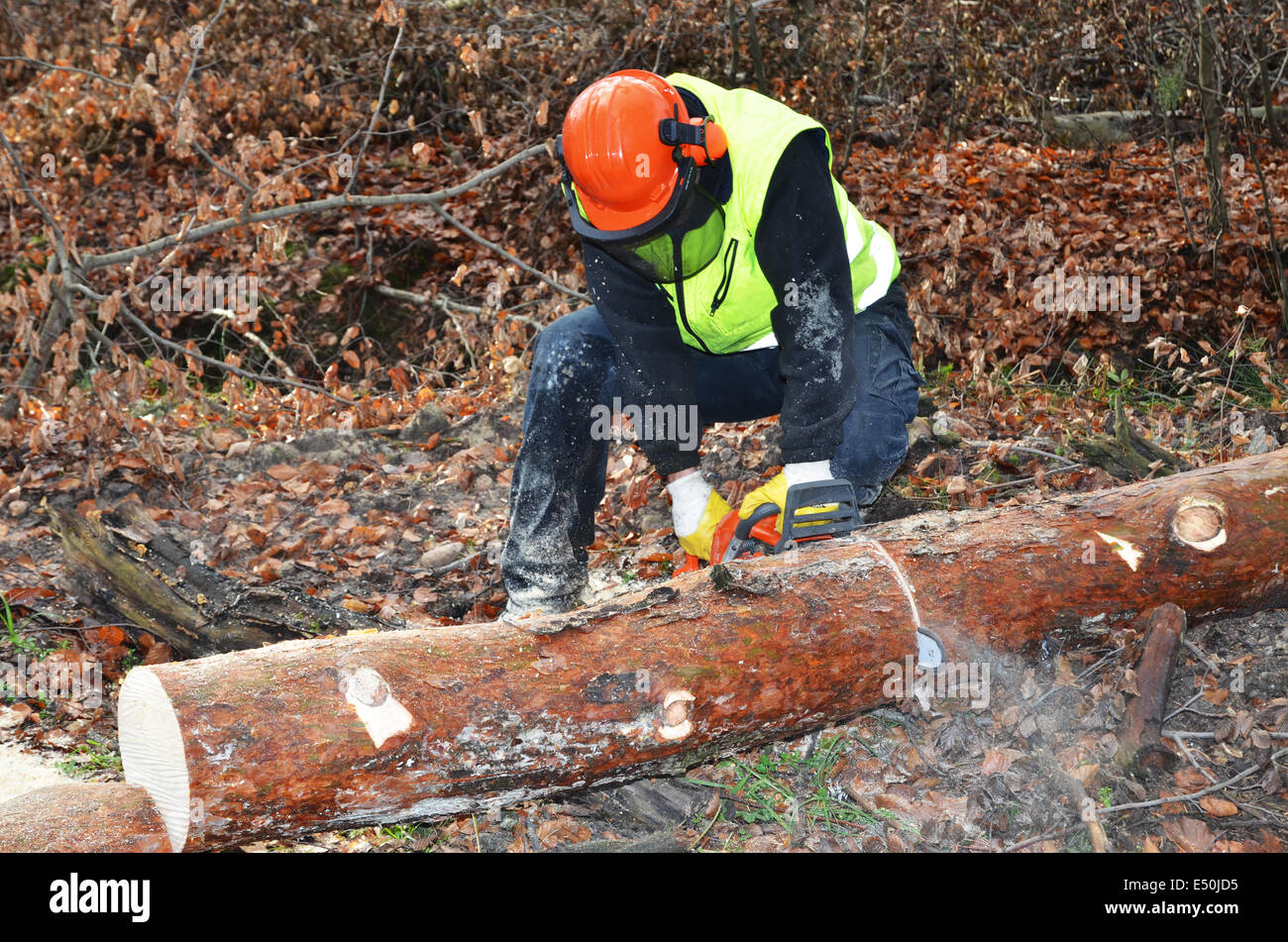 Lumberjack doing his work Stock Photo - Alamy