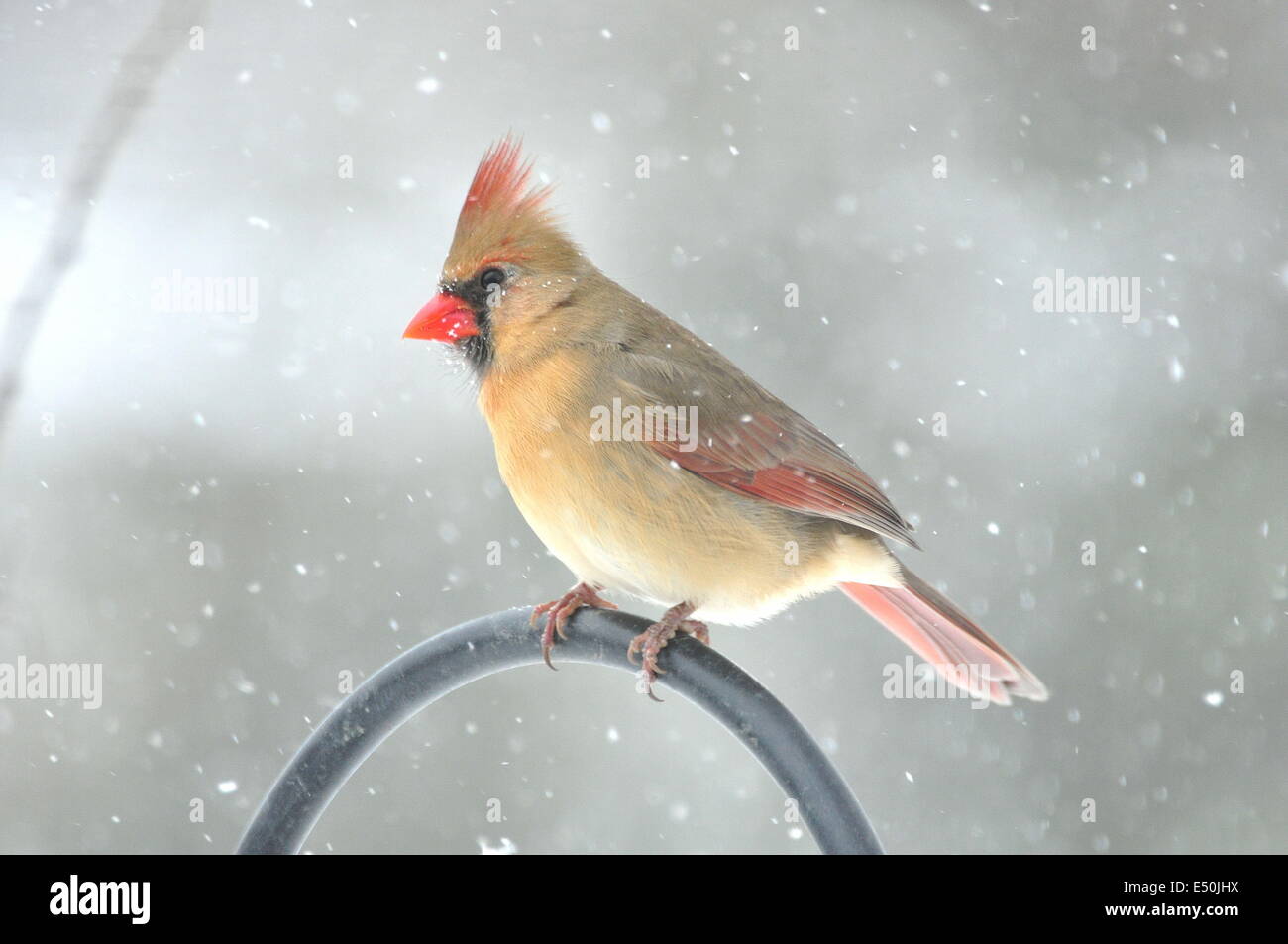 Female northern cardinal in snow hi-res stock photography and images ...