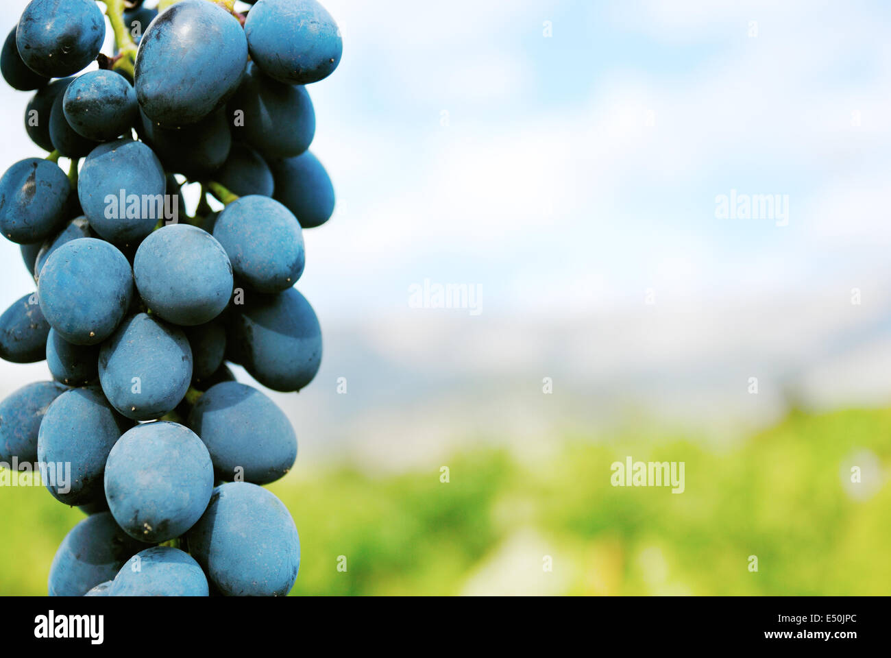 Sweet and tasty blue grape bunch Stock Photo - Alamy