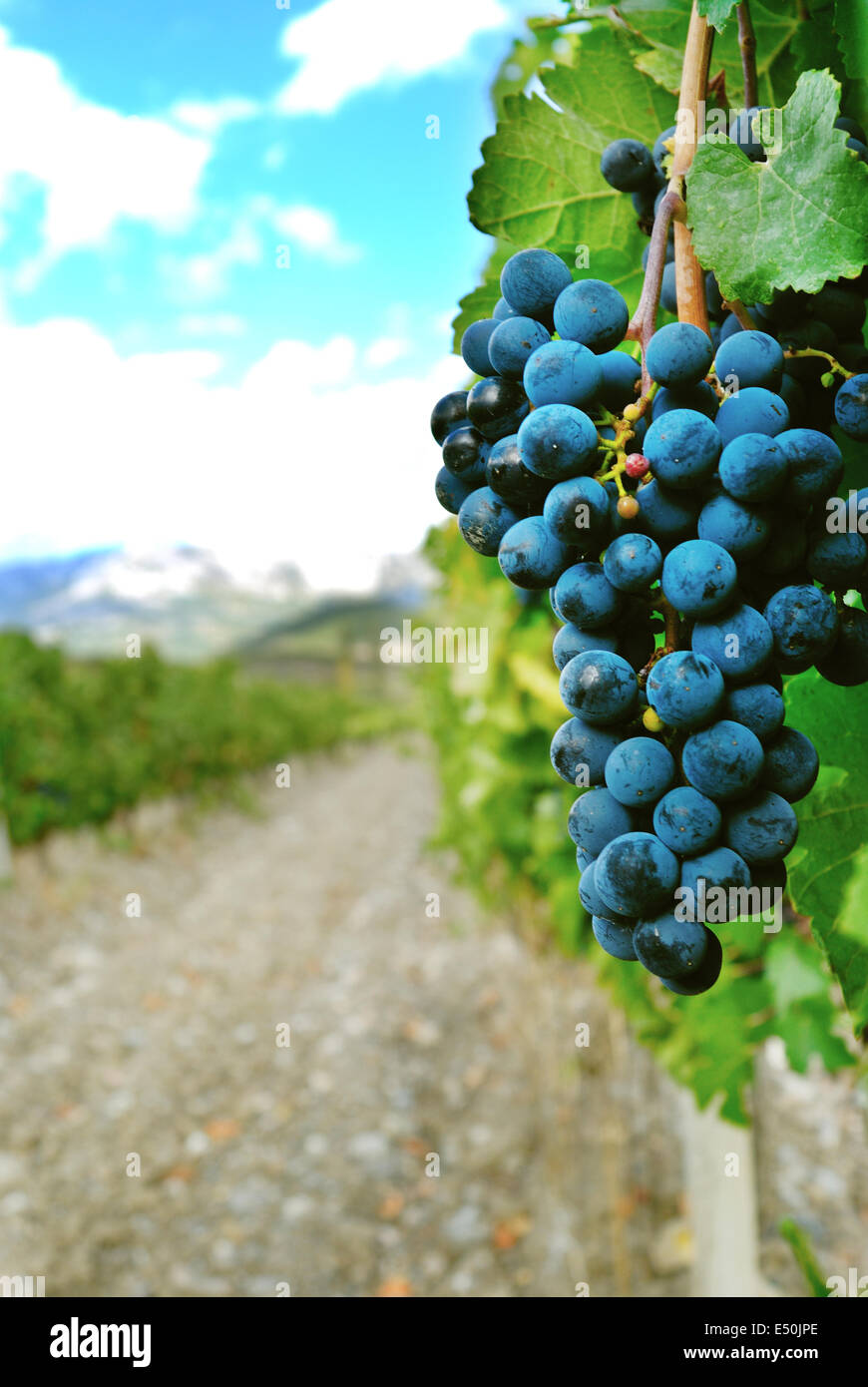 Sweet and tasty blue grape bunch Stock Photo - Alamy