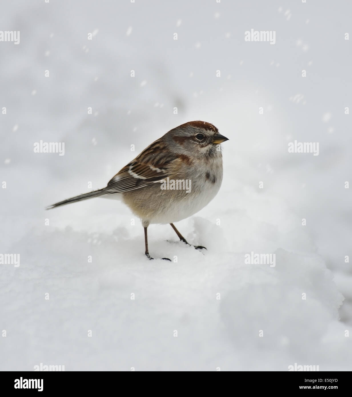 Snow sparrow hi-res stock photography and images - Alamy