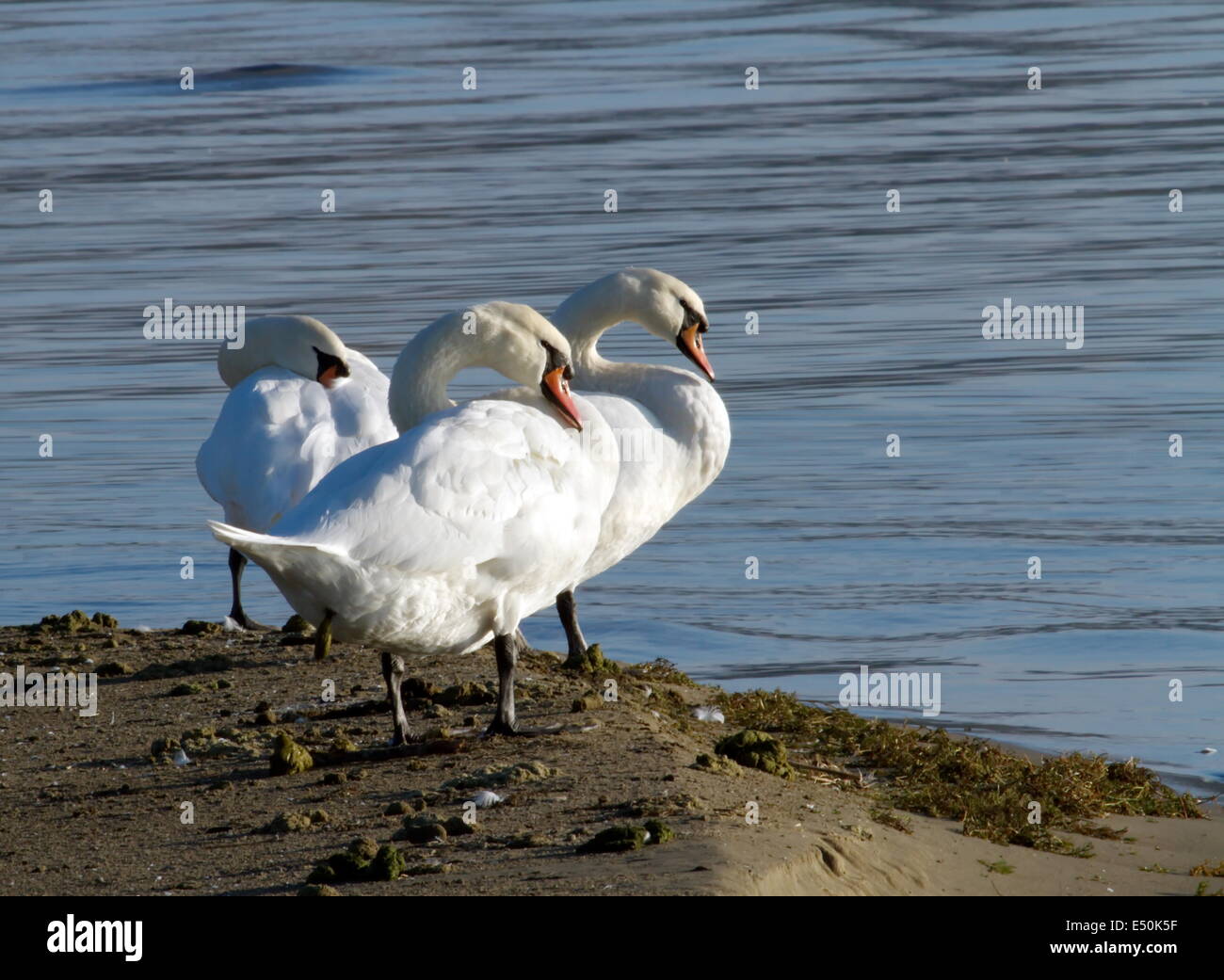 Pair of swans at sunset hi-res stock photography and images - Alamy