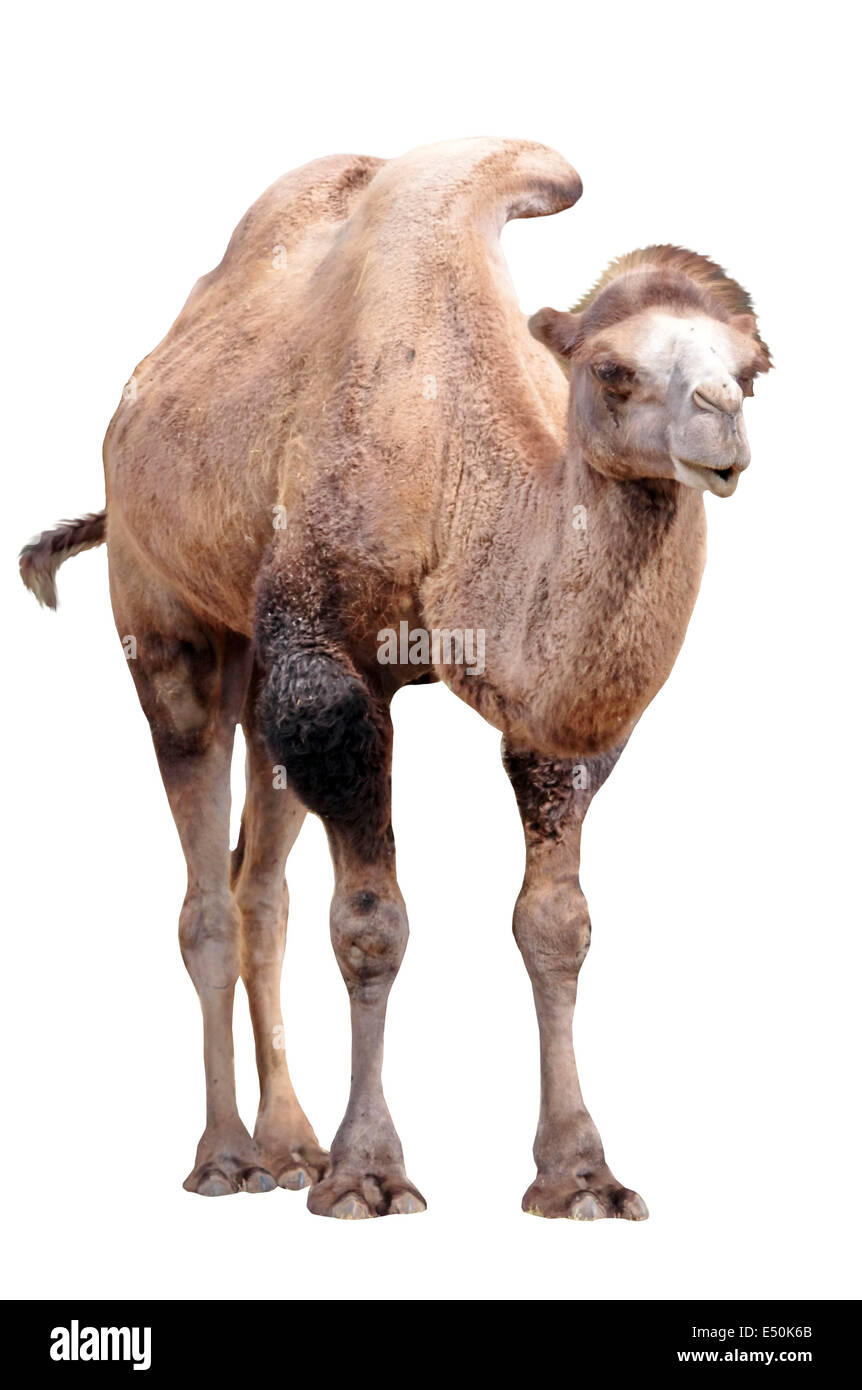 Camel Cut Out Stock Images & Pictures - Alamy