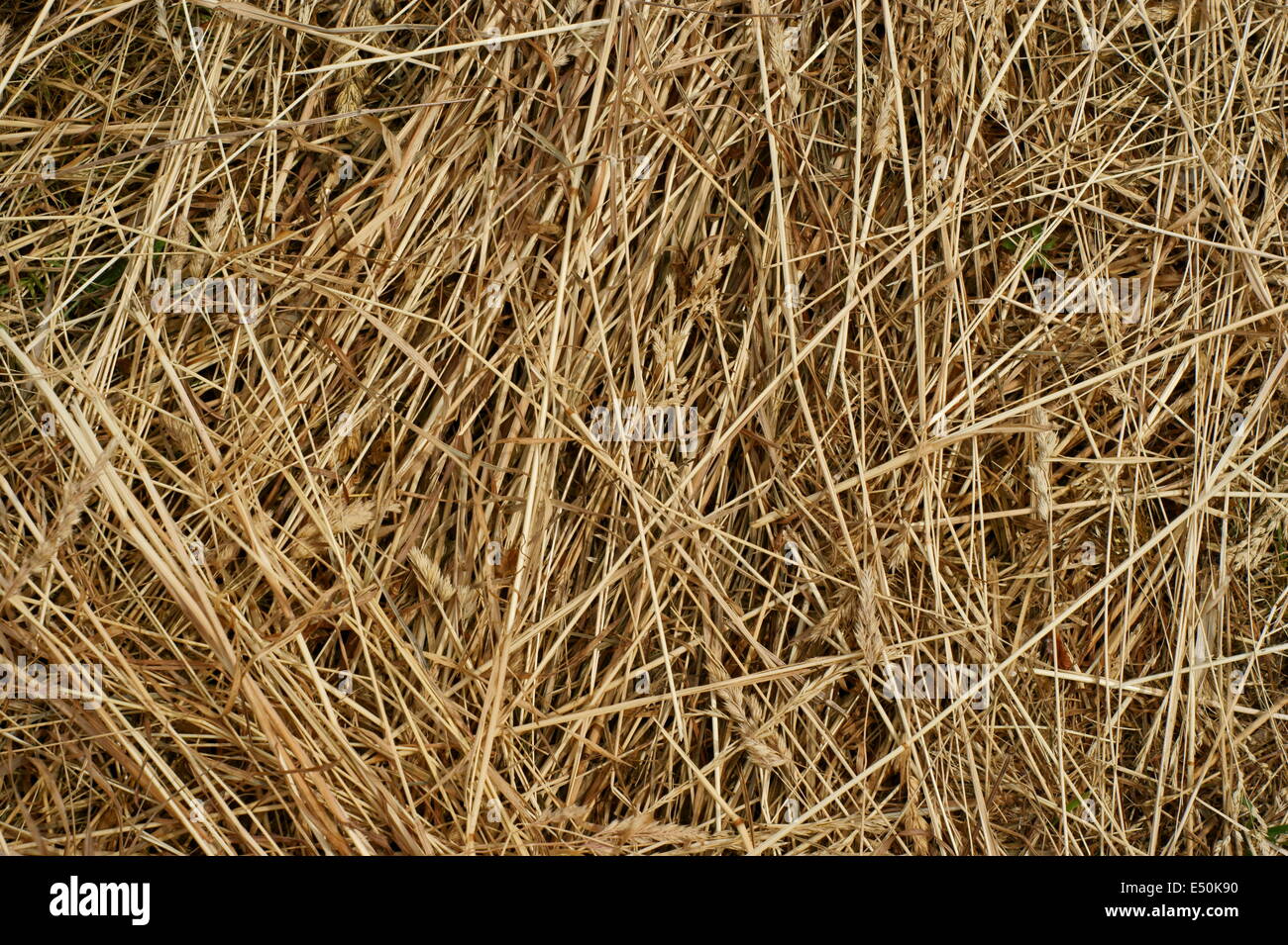 Golden hay background hi-res stock photography and images - Alamy