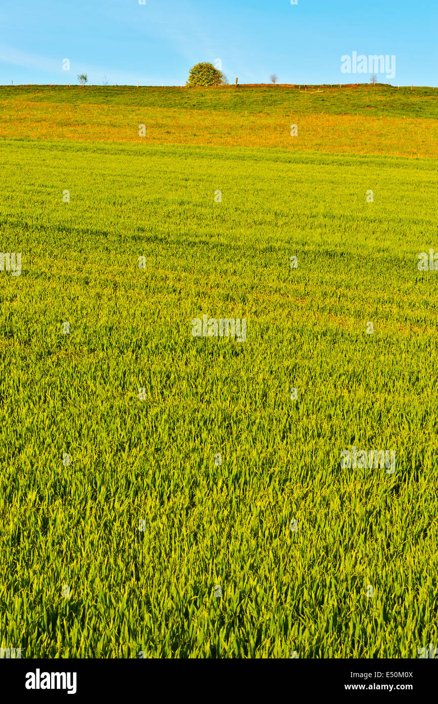Pastoral pastures hi-res stock photography and images - Alamy