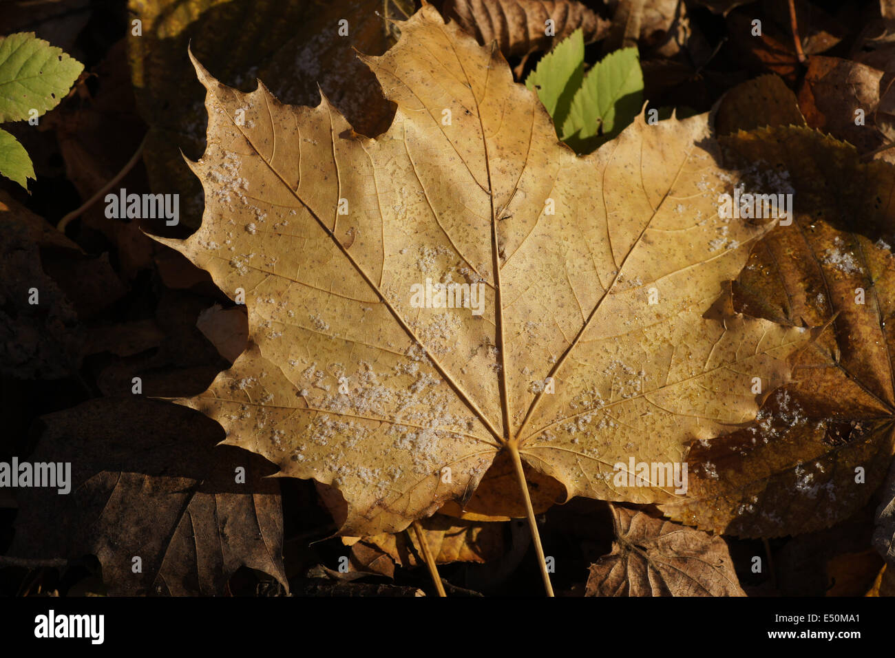 Plane leaf hi-res stock photography and images - Alamy