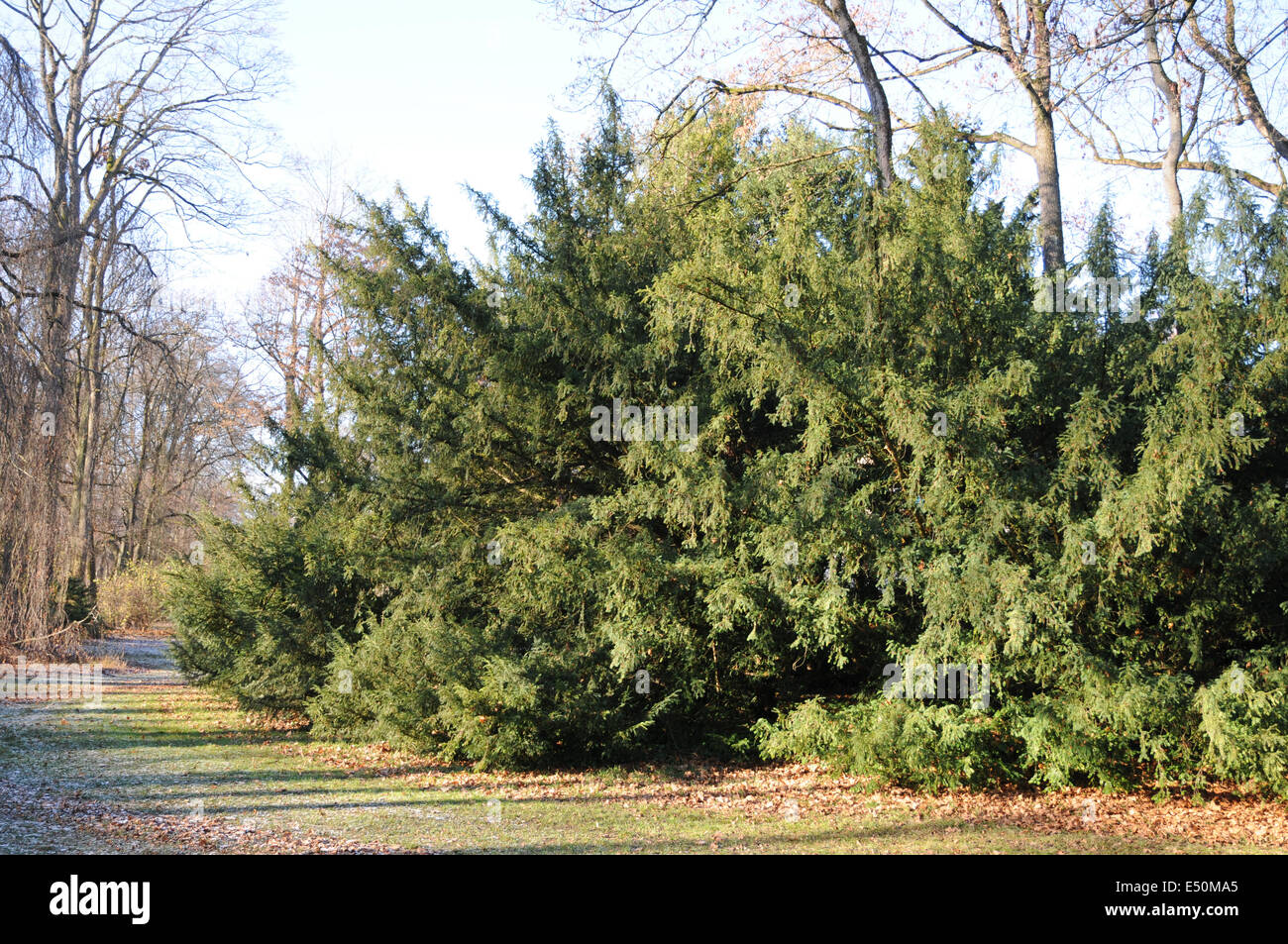 Yews hi-res stock photography and images - Alamy