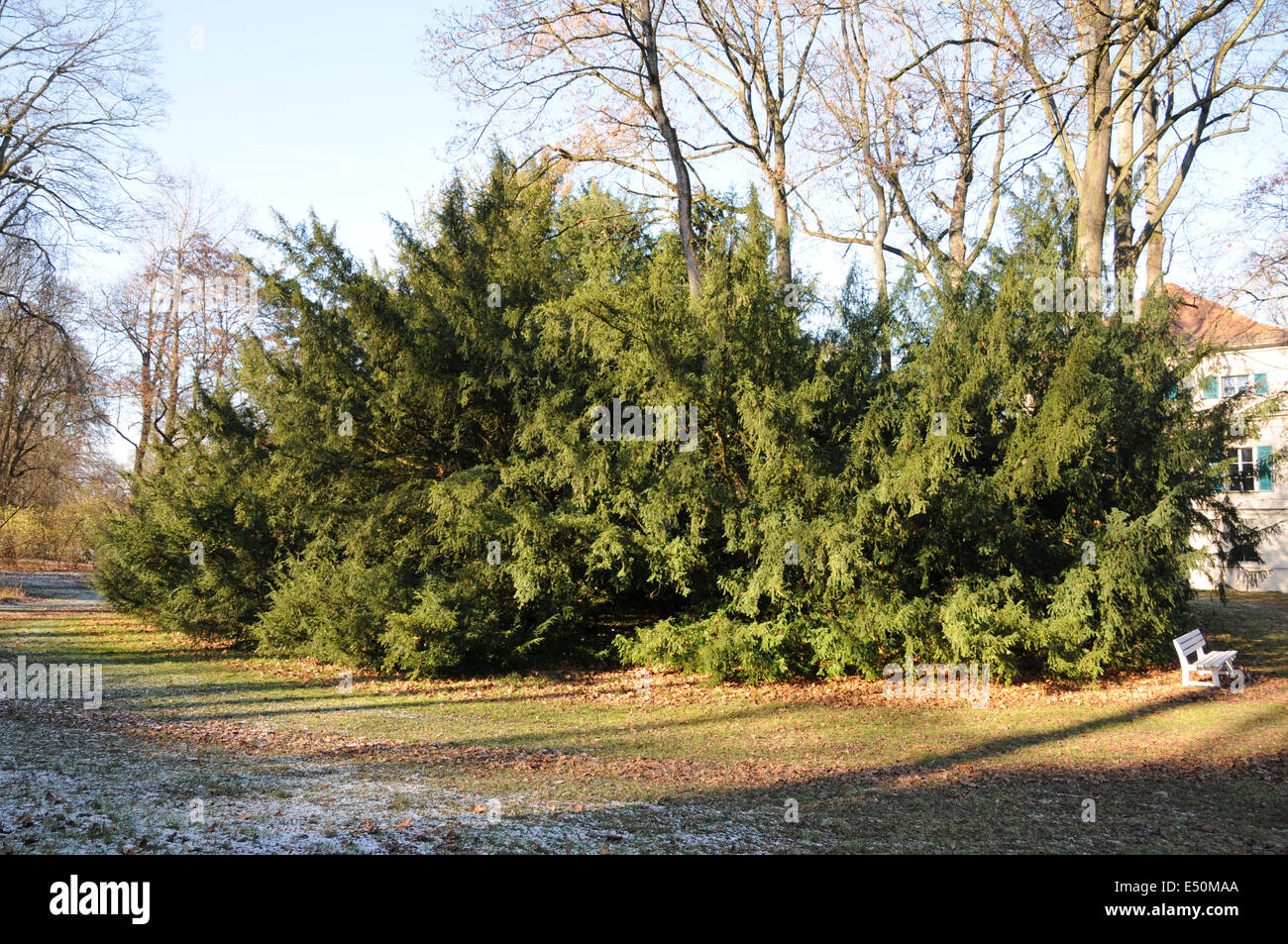 Yews hi-res stock photography and images - Alamy