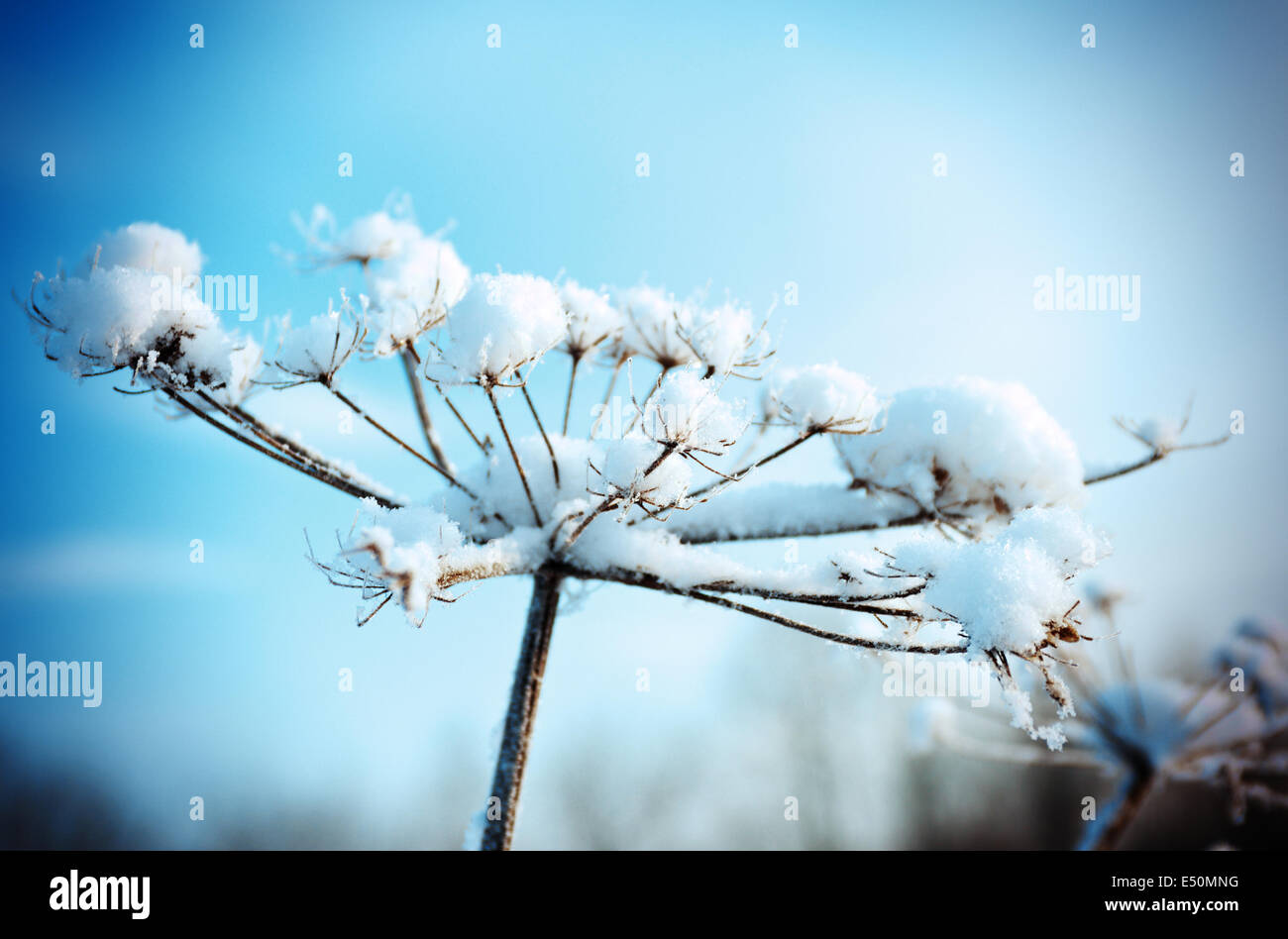 Winter scene .Frozenned flower Stock Photo - Alamy