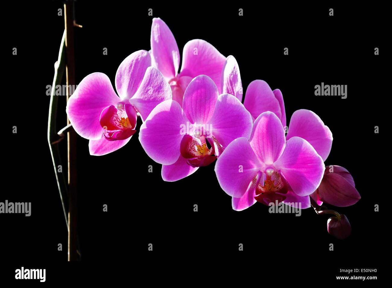 Orchidee indien hi-res stock photography and images - Alamy