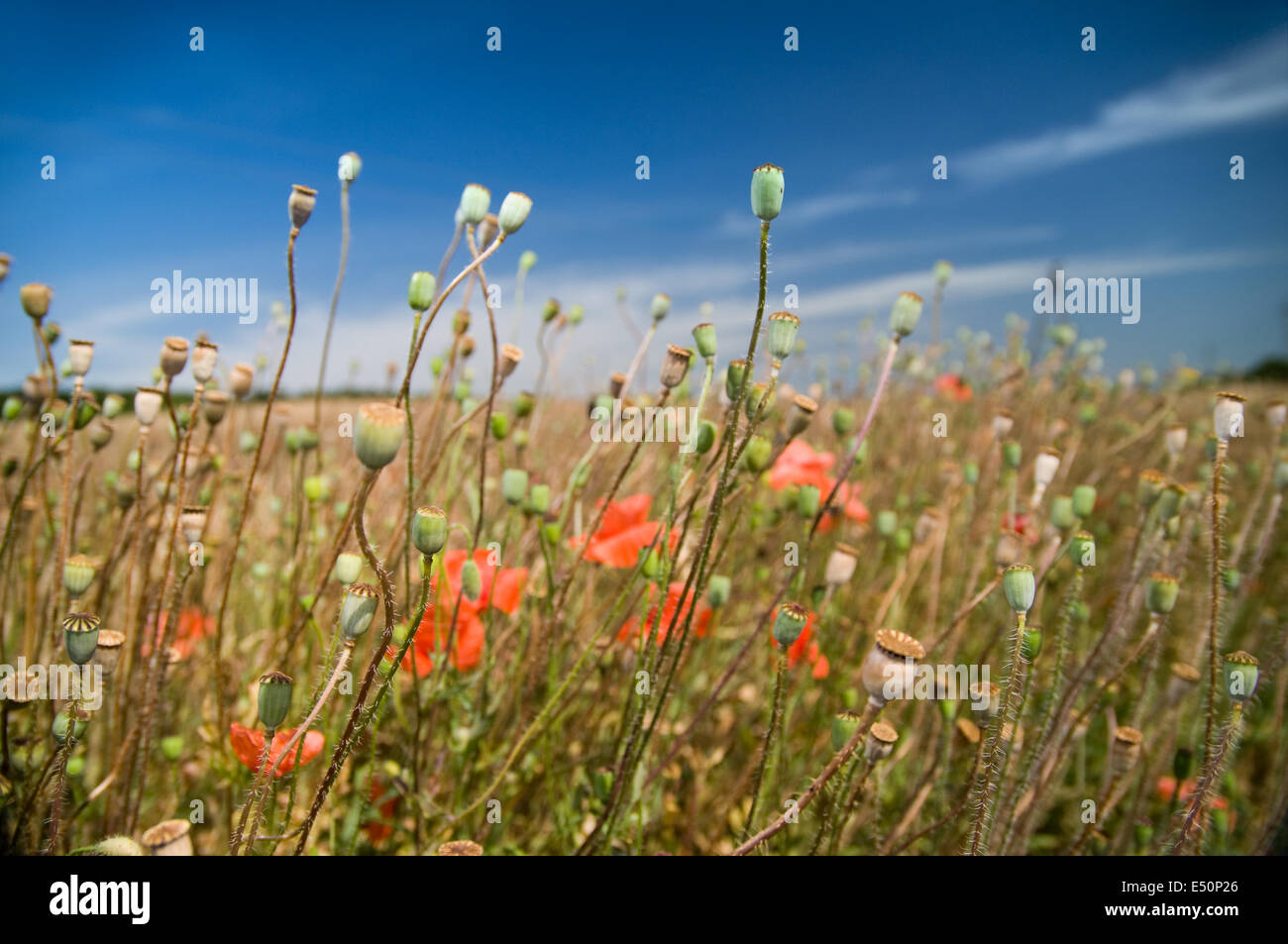 poppy in wheat field Stock Photo - Alamy