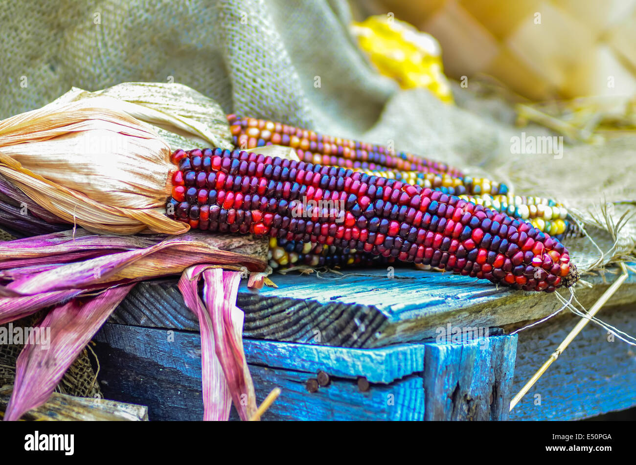 Indian corn on display hi-res stock photography and images - Alamy