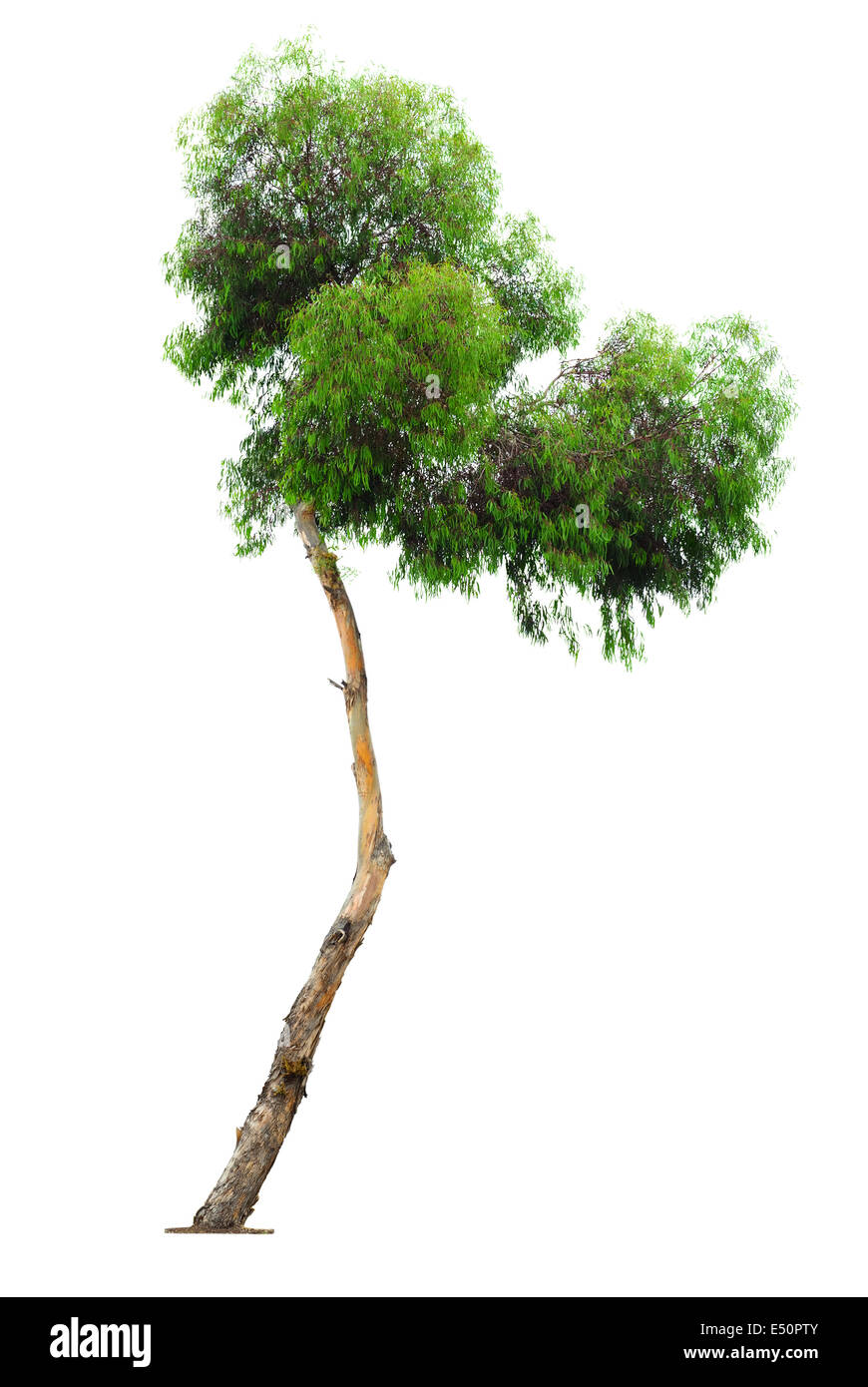 Tree on white background Stock Photo - Alamy