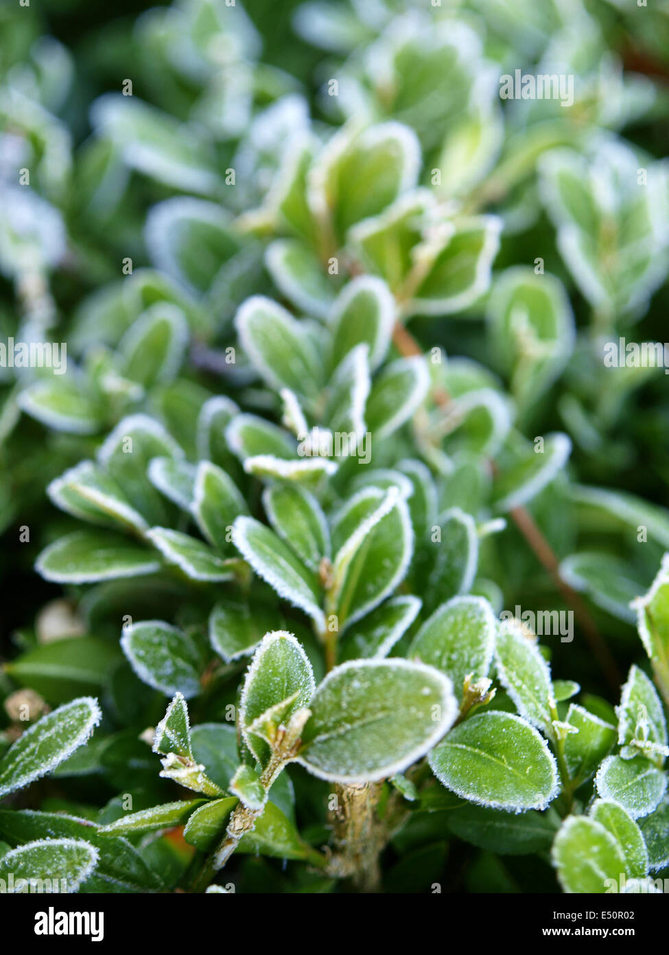 frost - rime Stock Photo - Alamy