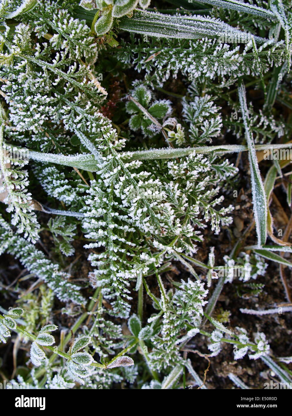 frost - rime Stock Photo - Alamy