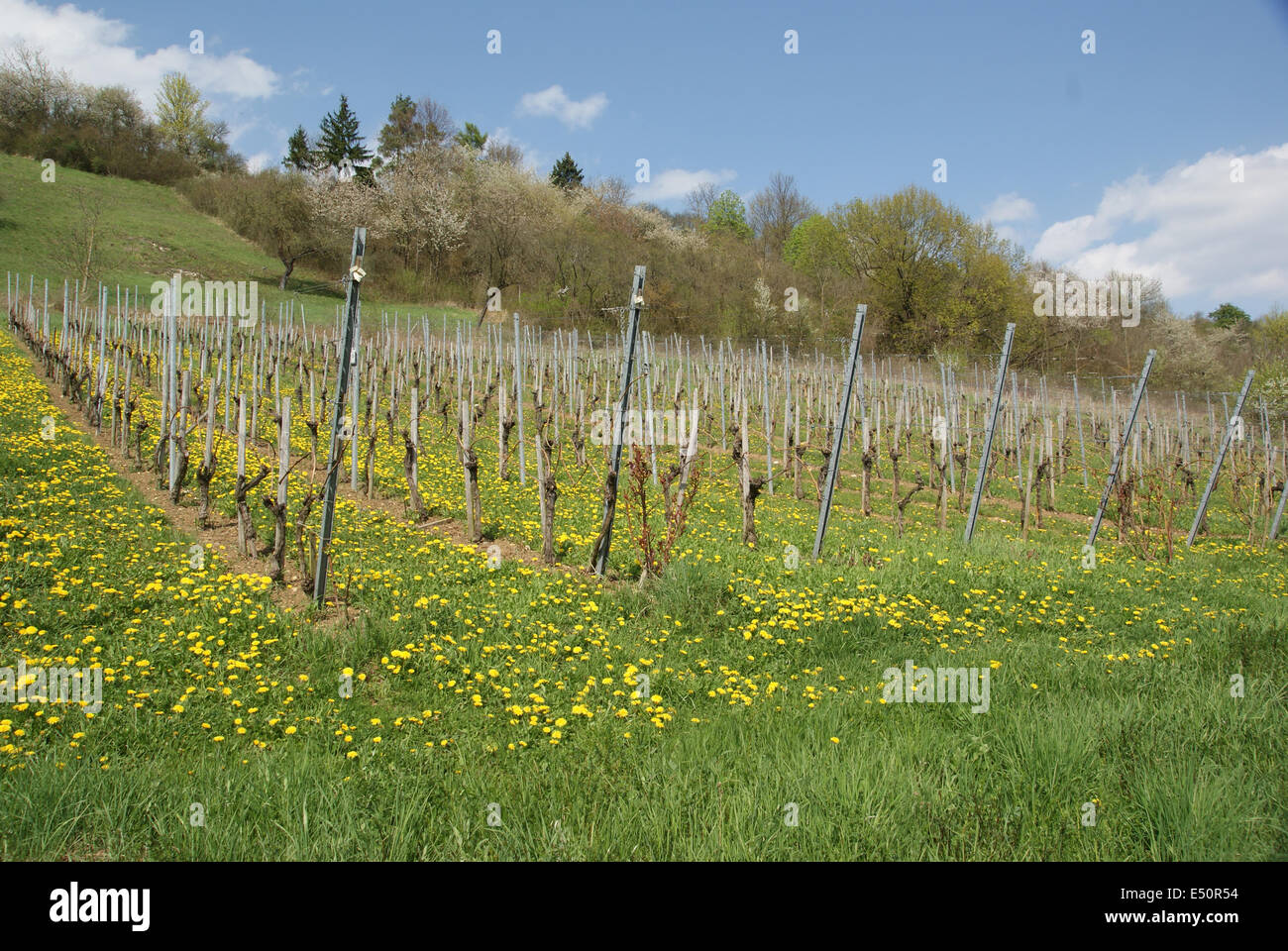 Tees yard hi-res stock photography and images - Alamy