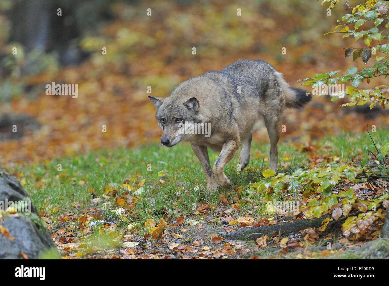European Grey Wolf Stock Photo - Alamy