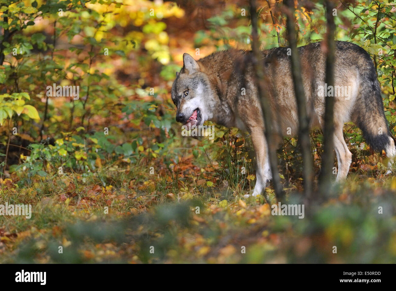 European Grey Wolf Stock Photo - Alamy