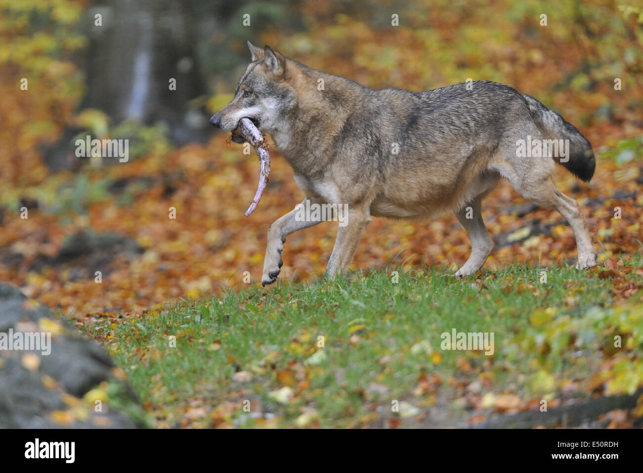 European Grey Wolf Stock Photo - Alamy