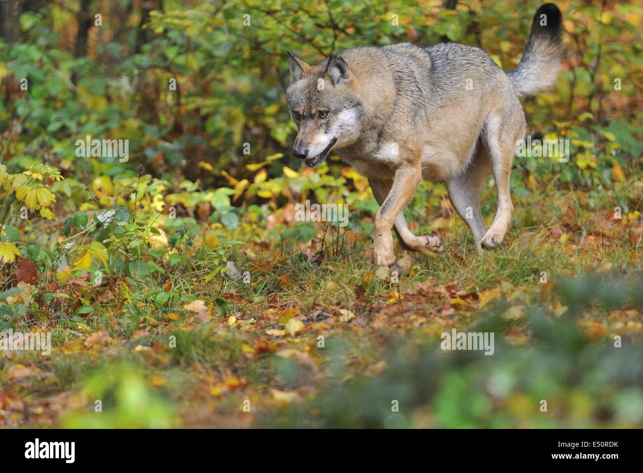 European Grey Wolf Stock Photo - Alamy