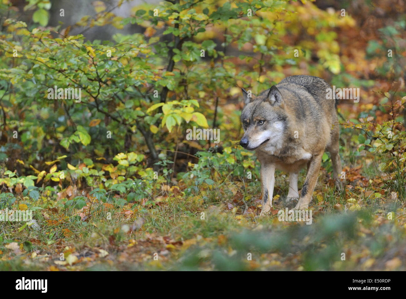 European Grey Wolf Stock Photo - Alamy