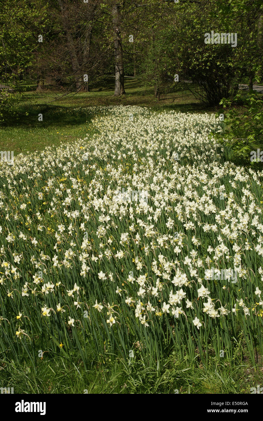 Daffodil angels tears hi-res stock photography and images - Alamy