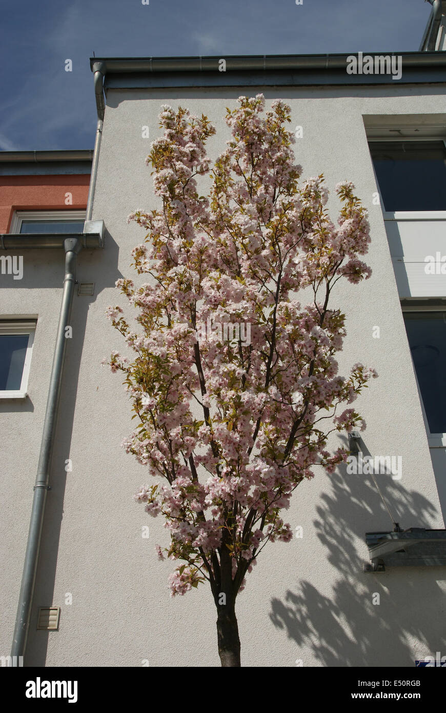 Fastigiate flowering cherrytrees Stock Photo - Alamy