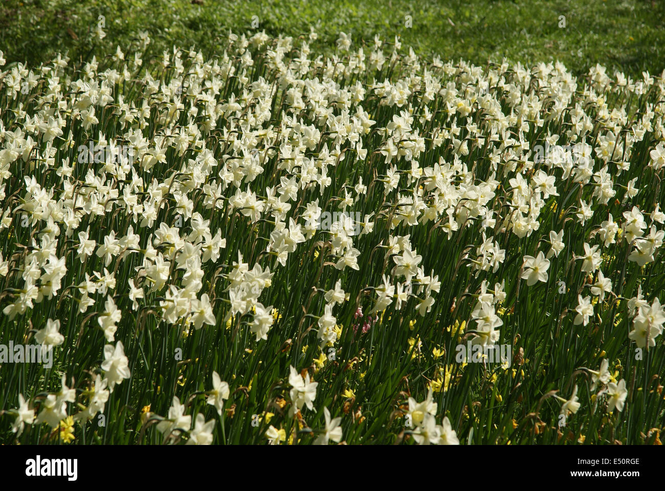 Angels tears daffodil hi-res stock photography and images - Alamy