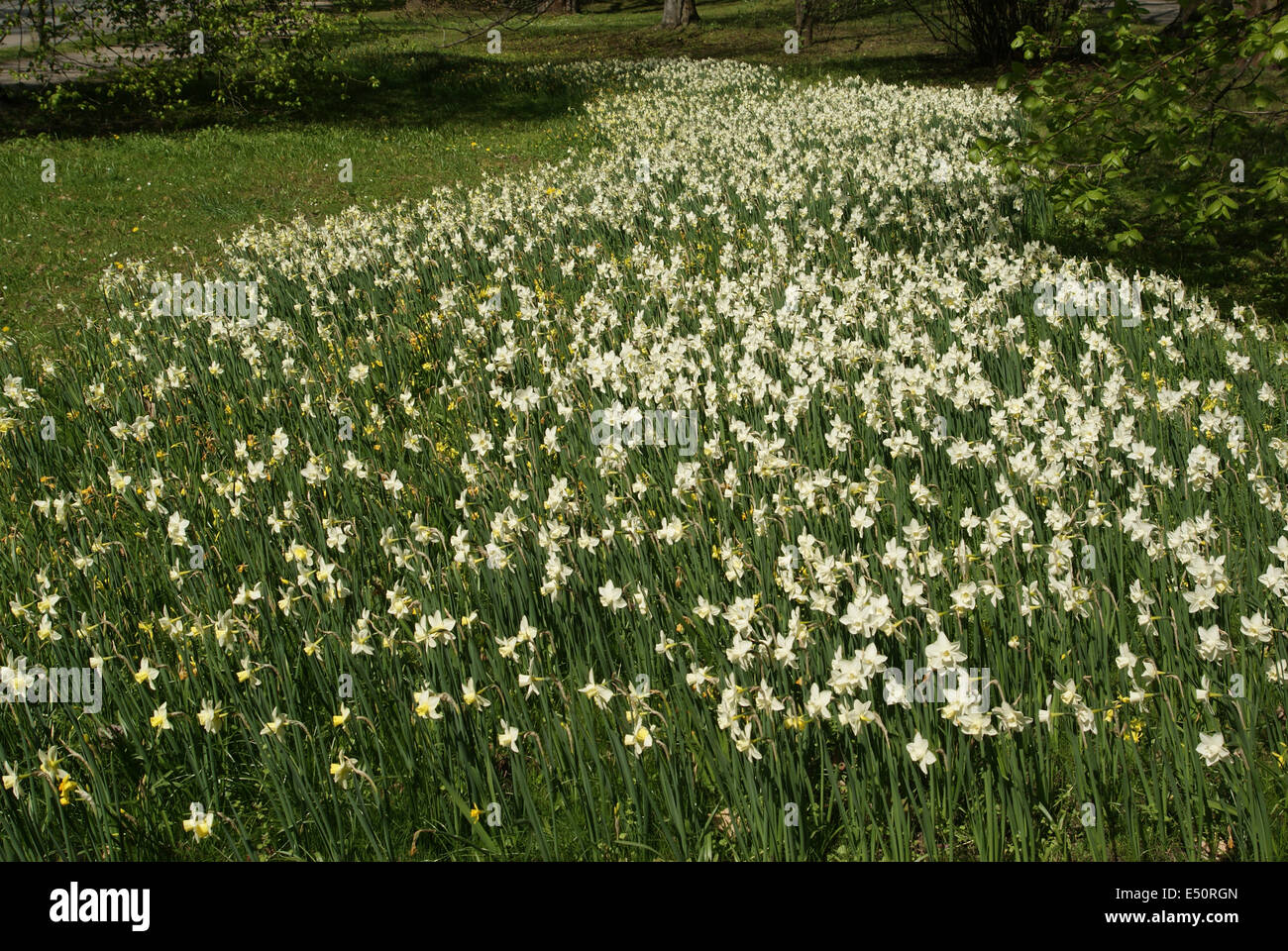 Daffodil angels tears hi-res stock photography and images - Alamy