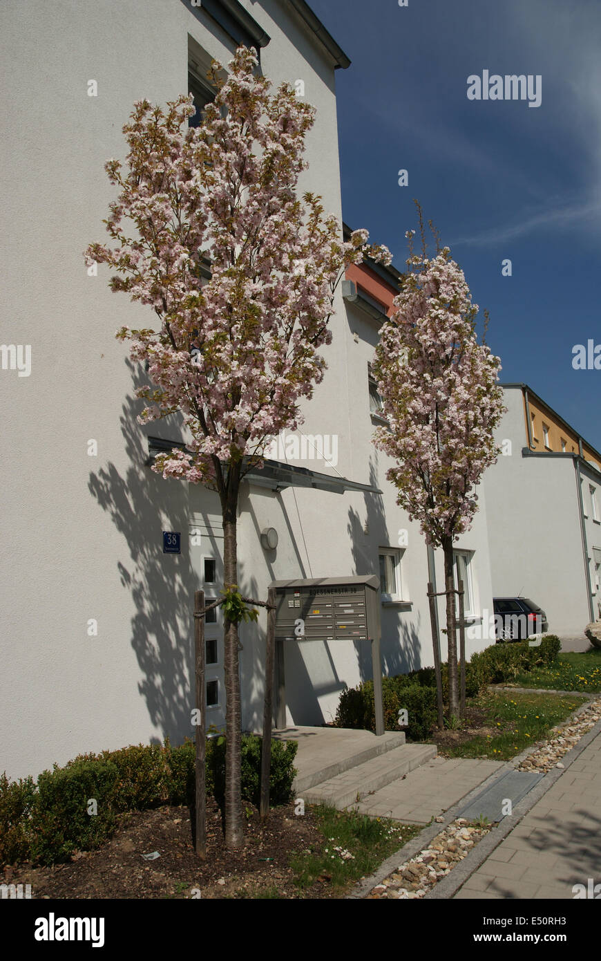 Flowering cherry tree prunus amanogawa hi-res stock photography and ...