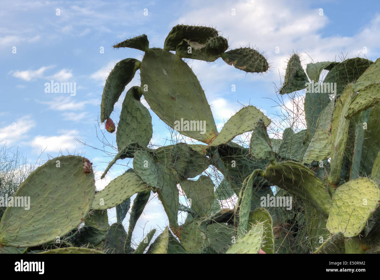 Blue grey cactus hi-res stock photography and images - Alamy
