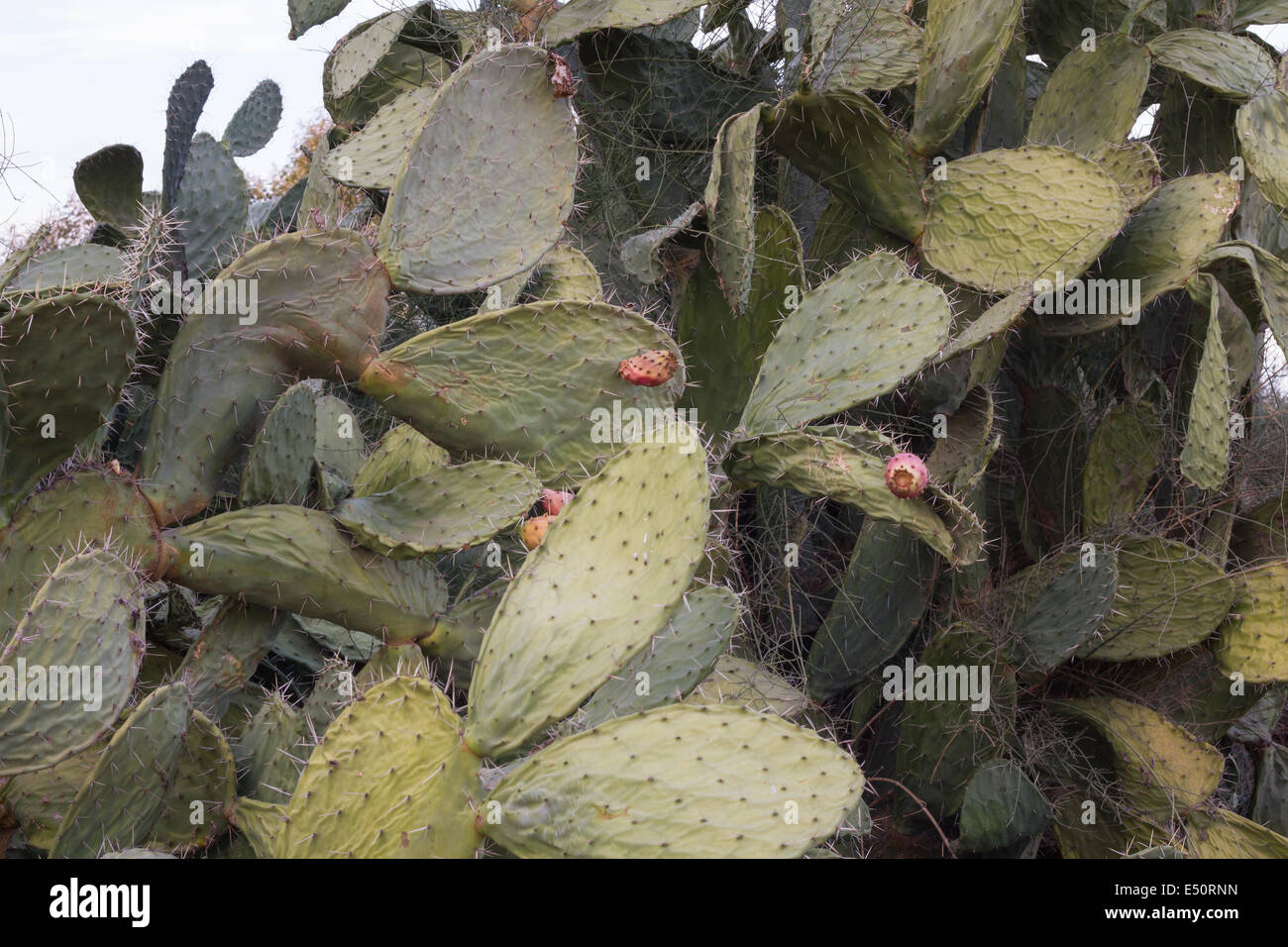 Blue grey cactus hi-res stock photography and images - Alamy