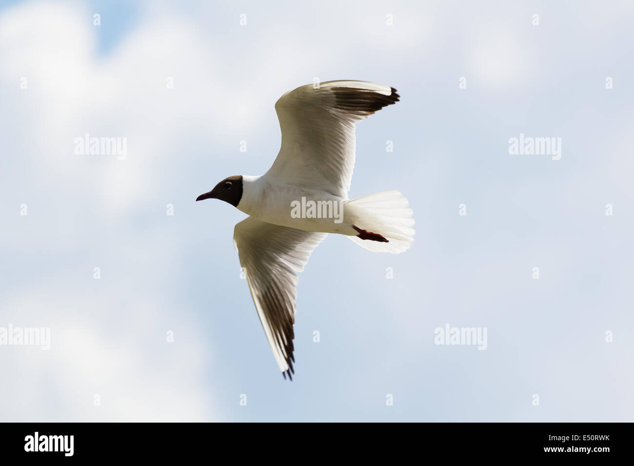 Mediterranean gull in flight Stock Photo - Alamy
