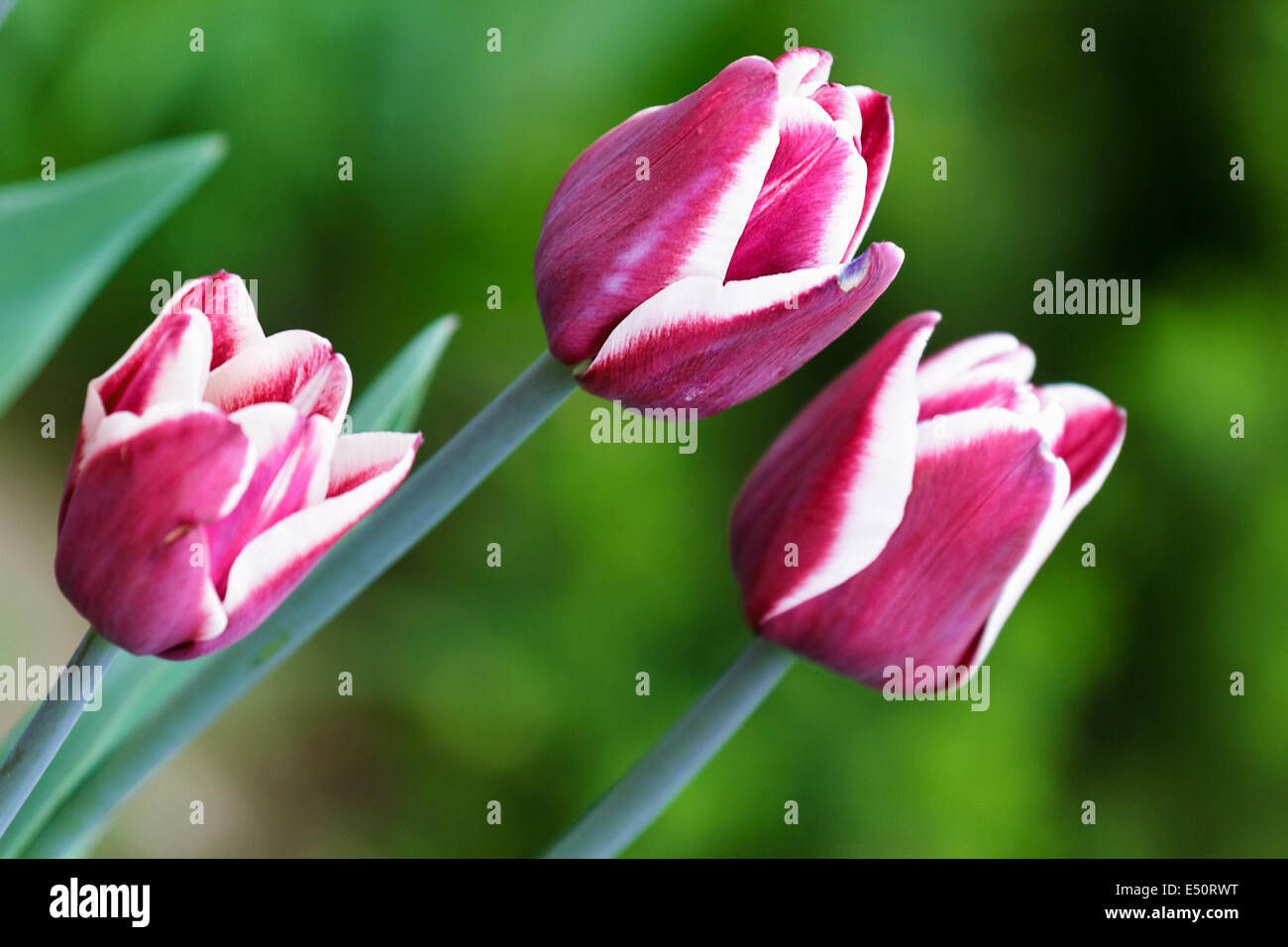 Three petal flower hi-res stock photography and images - Alamy