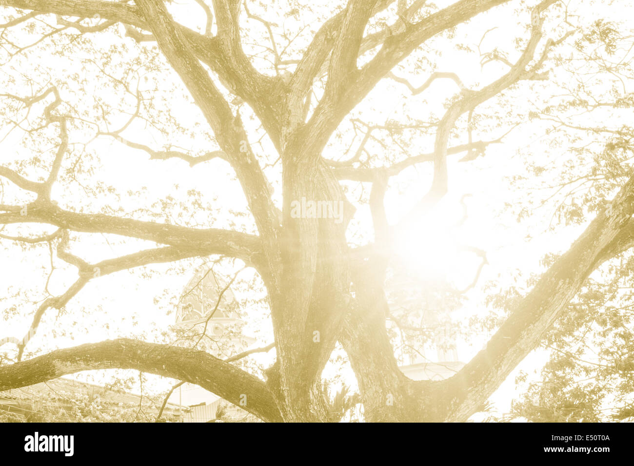 Sun streaming through trees in urban forests Stock Photo - Alamy
