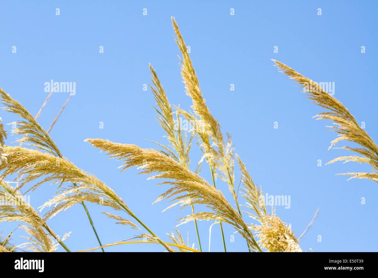 Beautiful photo reed against the blue sky Stock Photo - Alamy
