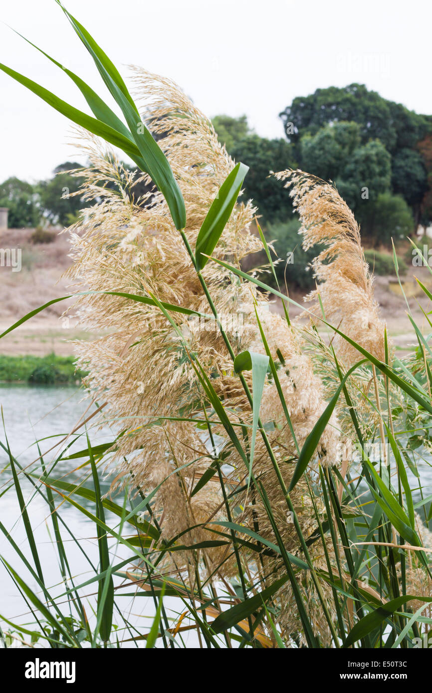 Marsh grass sedge lake hi-res stock photography and images - Alamy