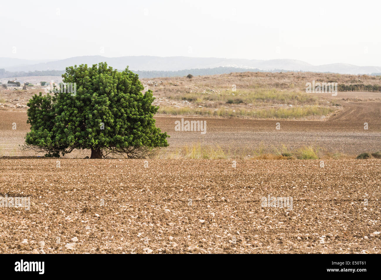 Tree in the field Stock Photo - Alamy