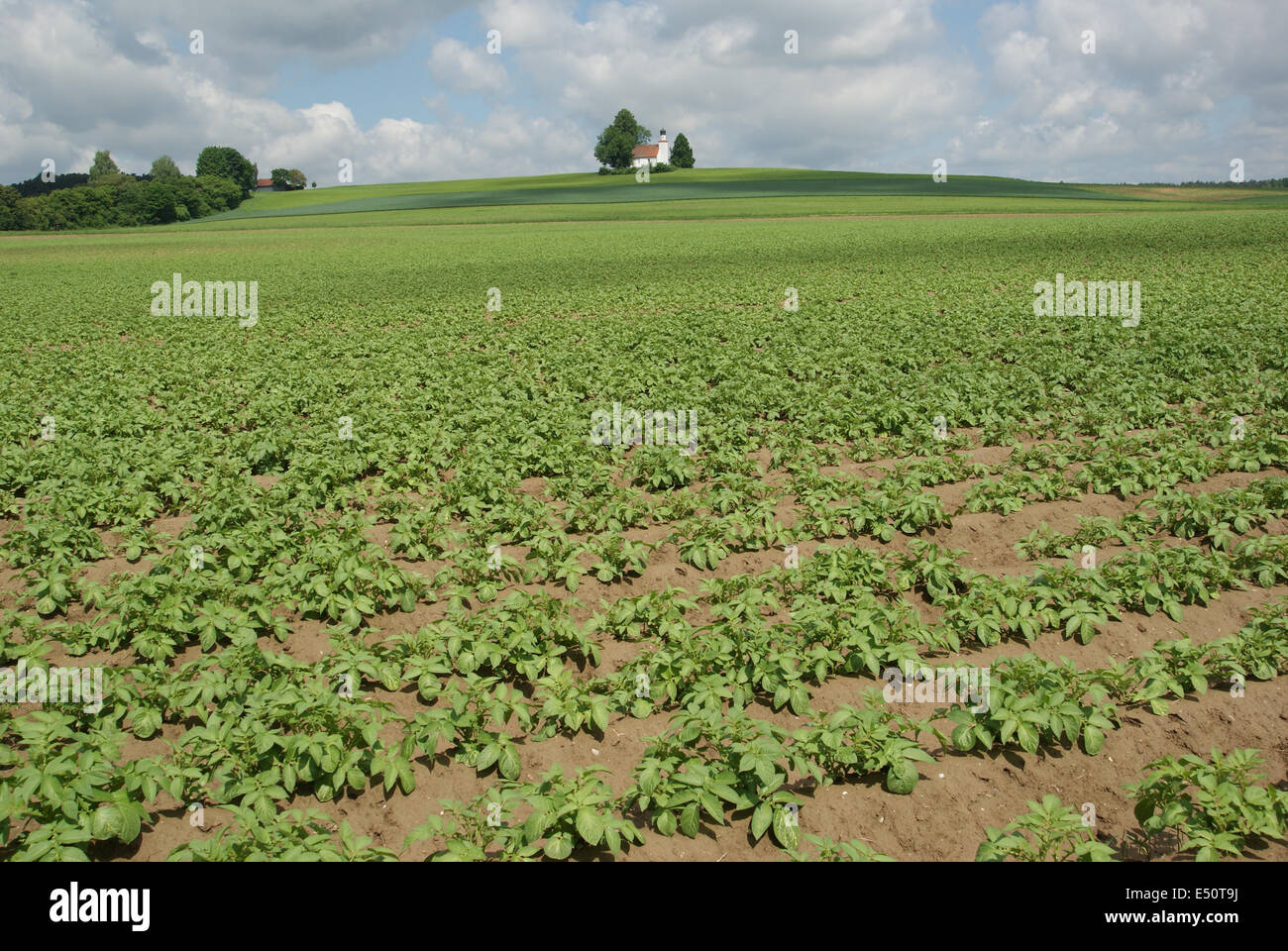 Potatos field hi-res stock photography and images - Alamy