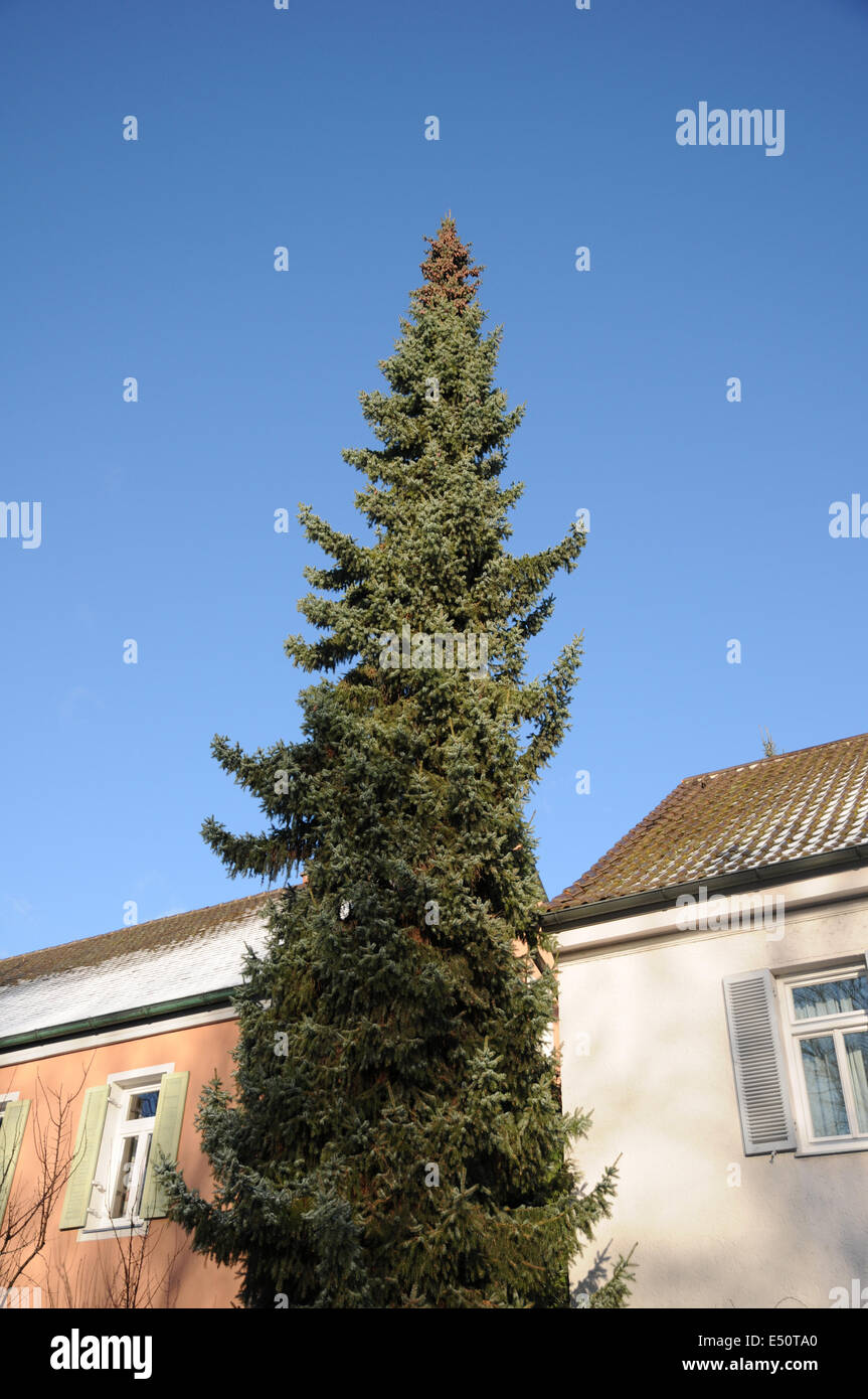 Serbian spruce tree hi-res stock photography and images - Alamy