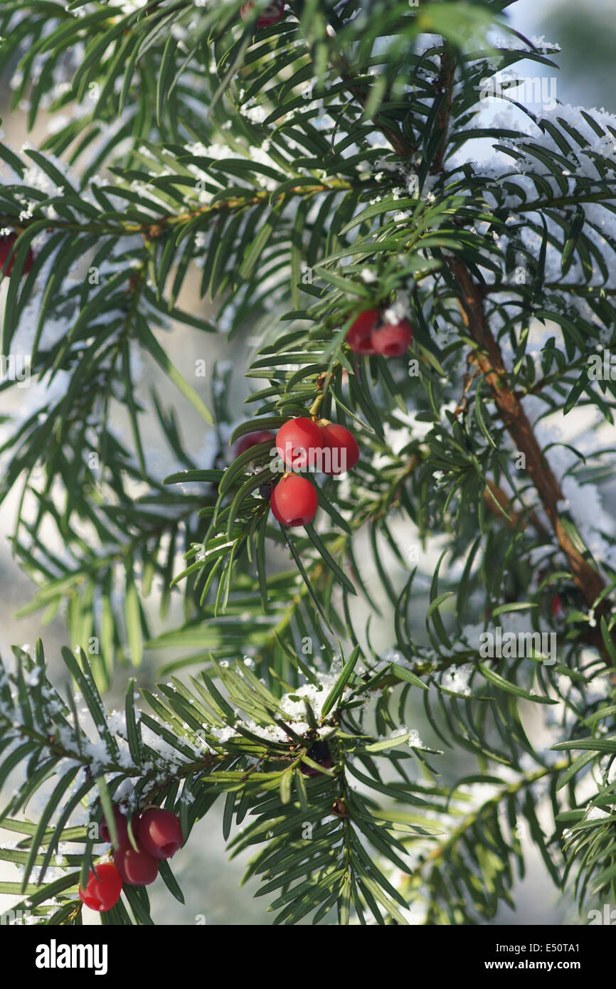Yew berries snow hi-res stock photography and images - Alamy