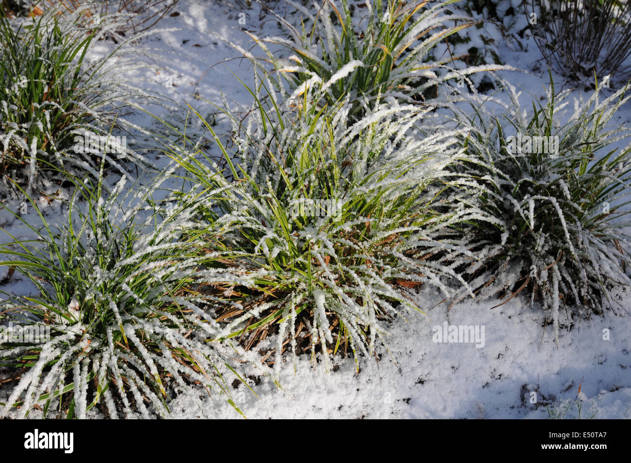 Snow sedges winter hi-res stock photography and images - Alamy