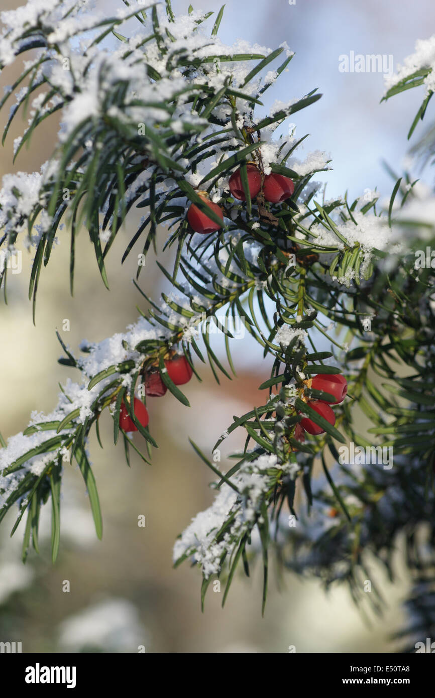 Yew berries and snow hi-res stock photography and images - Alamy