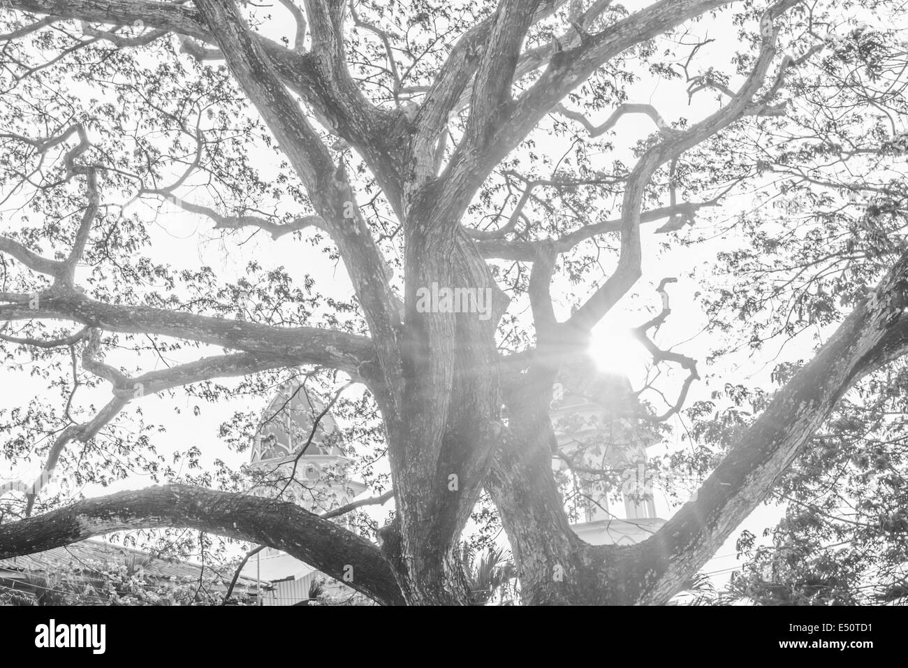 Urban forests hi-res stock photography and images - Alamy